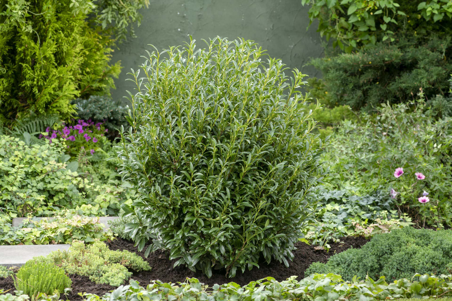 Prunus laurocerasus ‘Sofia‘ PBR – Helmers Baumschulen