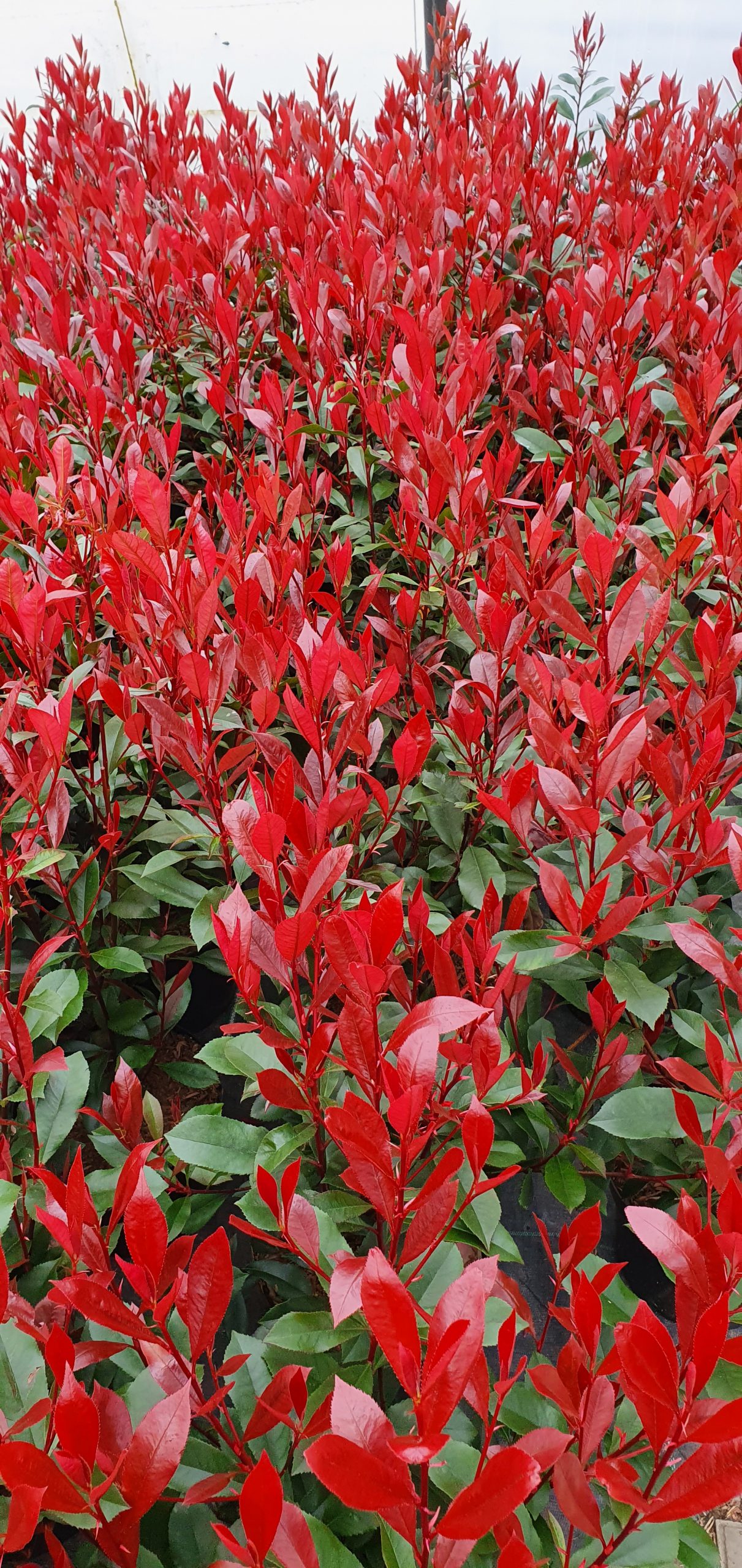 Photinia Devil´s Dream® – jetzt mit blutrotem Neuaustrieb! – Helmers ...