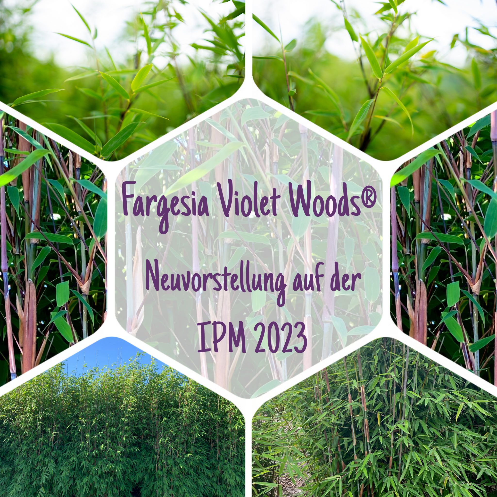 Fargesia Violet Woods ® EU-S – Helmers Baumschulen