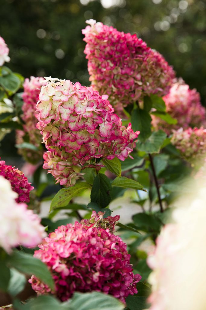 Hydrangea paniculata Living Colourful Cocktail EU-S – Helmers Baumschulen
