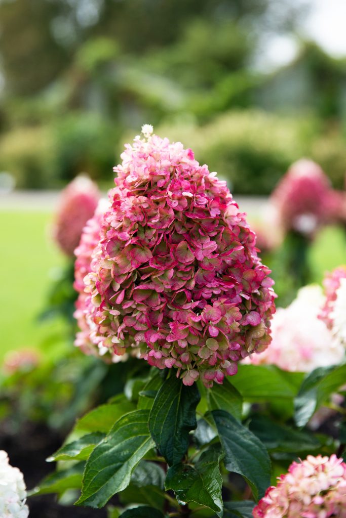 Hydrangea paniculata Living Pinky Promise EU-S – Helmers Baumschulen