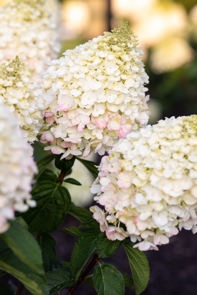 Hydrangea paniculata Living Pinky Promise EU-S – Helmers Baumschulen