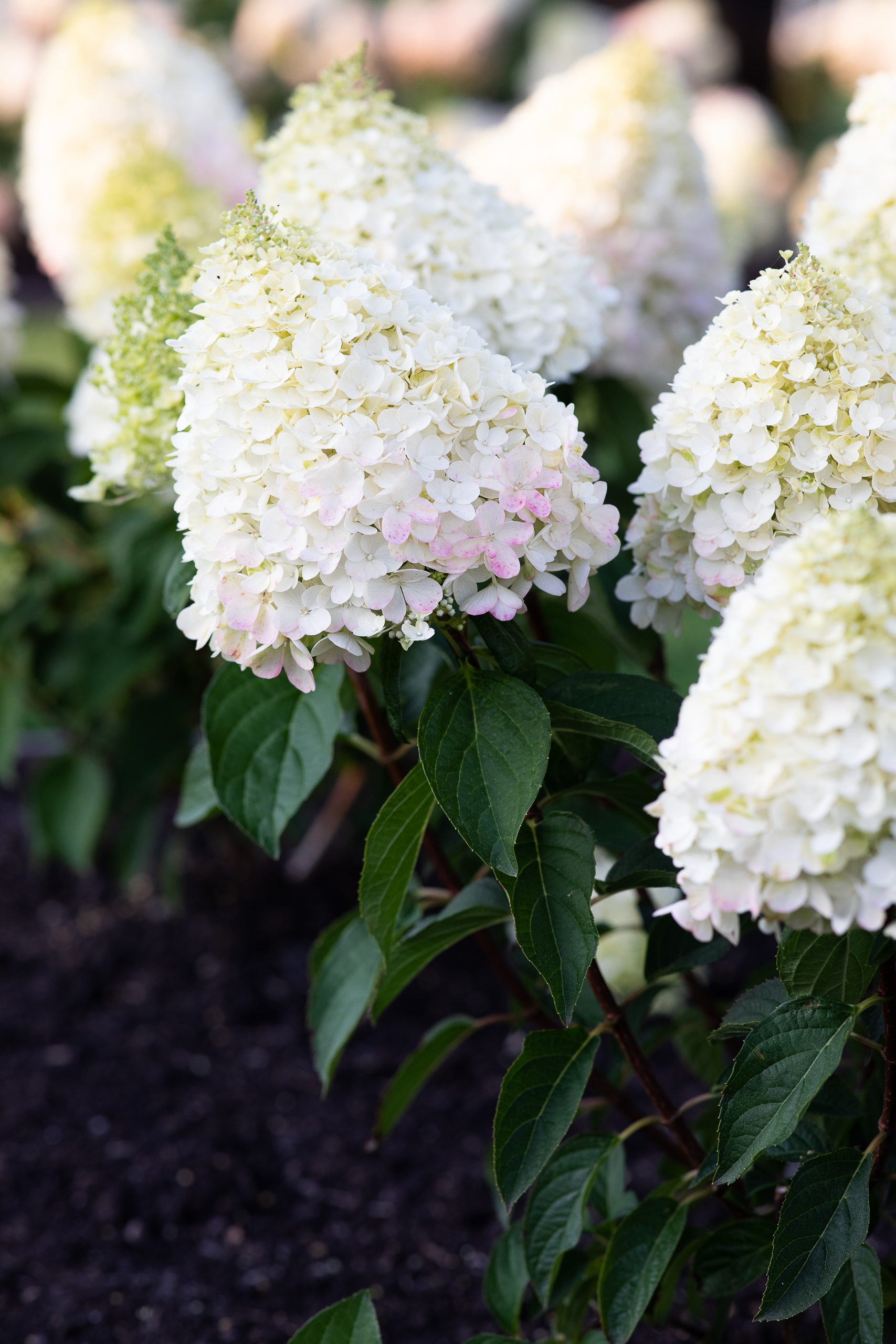 Hydrangea paniculata Living Pinky Promise EU-S – Helmers Baumschulen