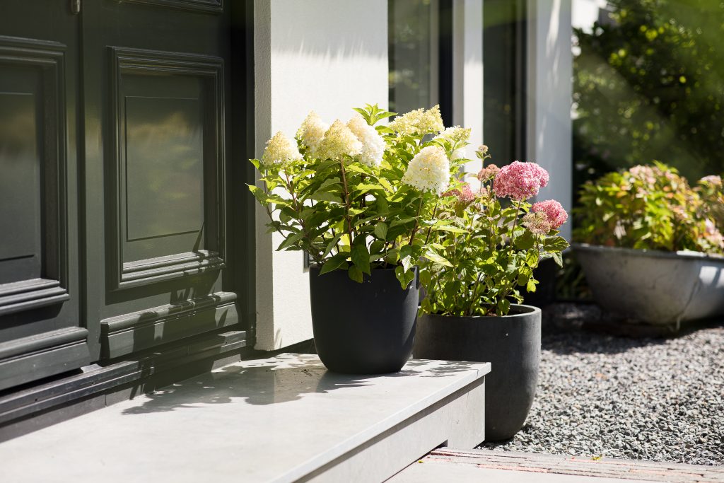 Hydrangea paniculata Living Pinky Promise EU-S – Helmers Baumschulen