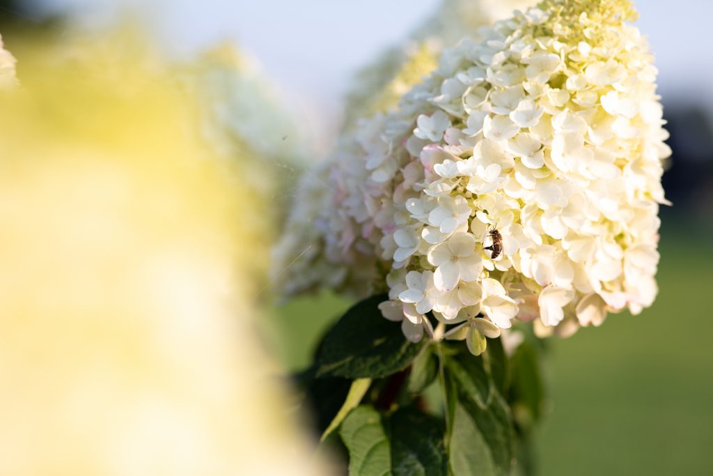 Hydrangea paniculata Living Pinky Promise EU-S – Helmers Baumschulen