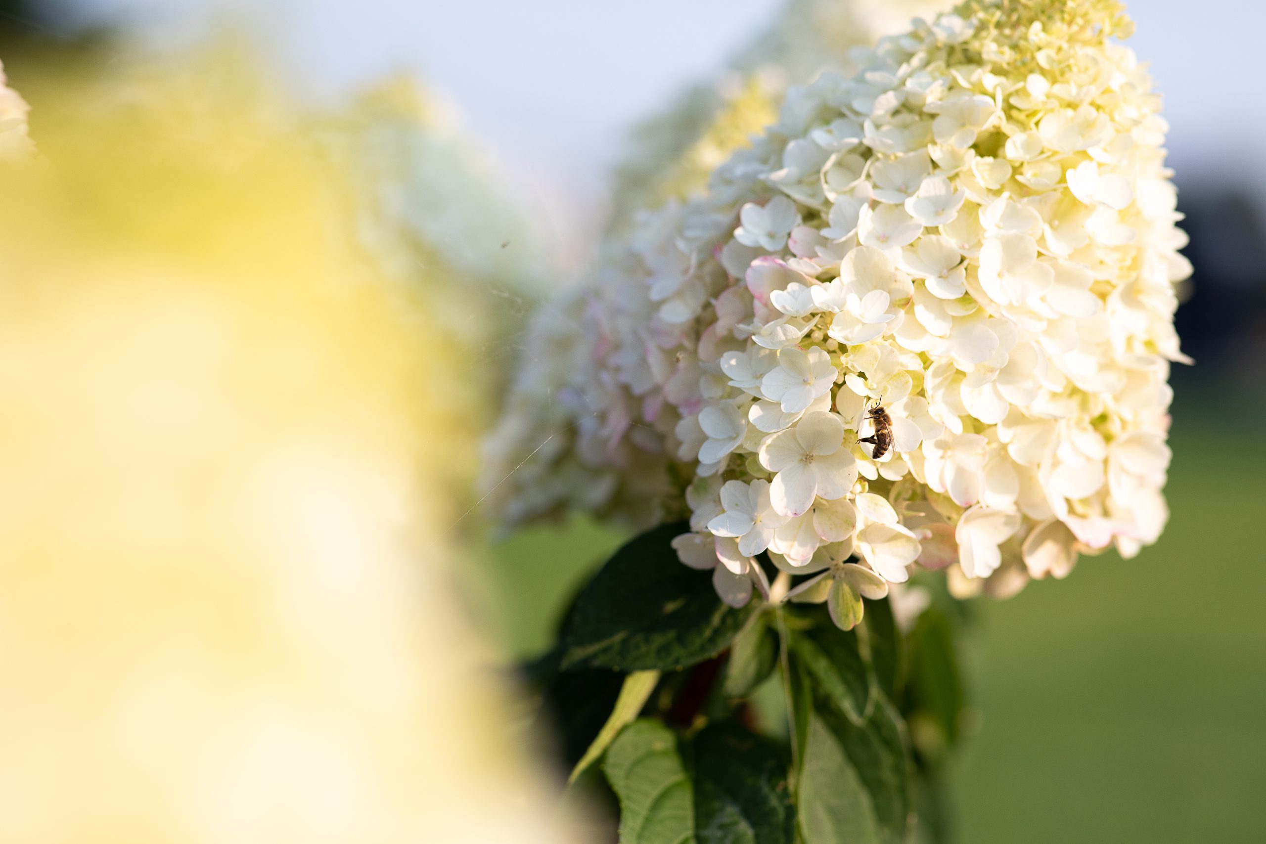 Hydrangea paniculata Living Pinky Promise EU-S – Helmers Baumschulen